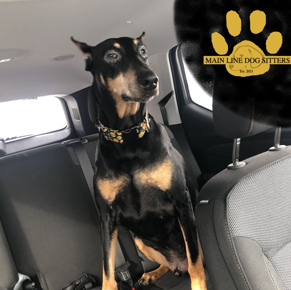 MAIN LINE DOG SITTERS - Request a Quote - Havertown, Pennsylvania - Dog ...