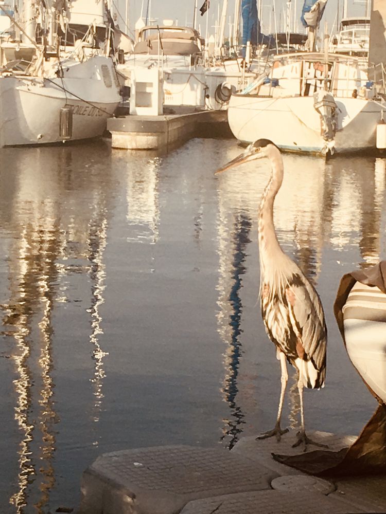 BOAT SETTER - Updated June 2024 - 11 Photos - Los Angeles, California ...