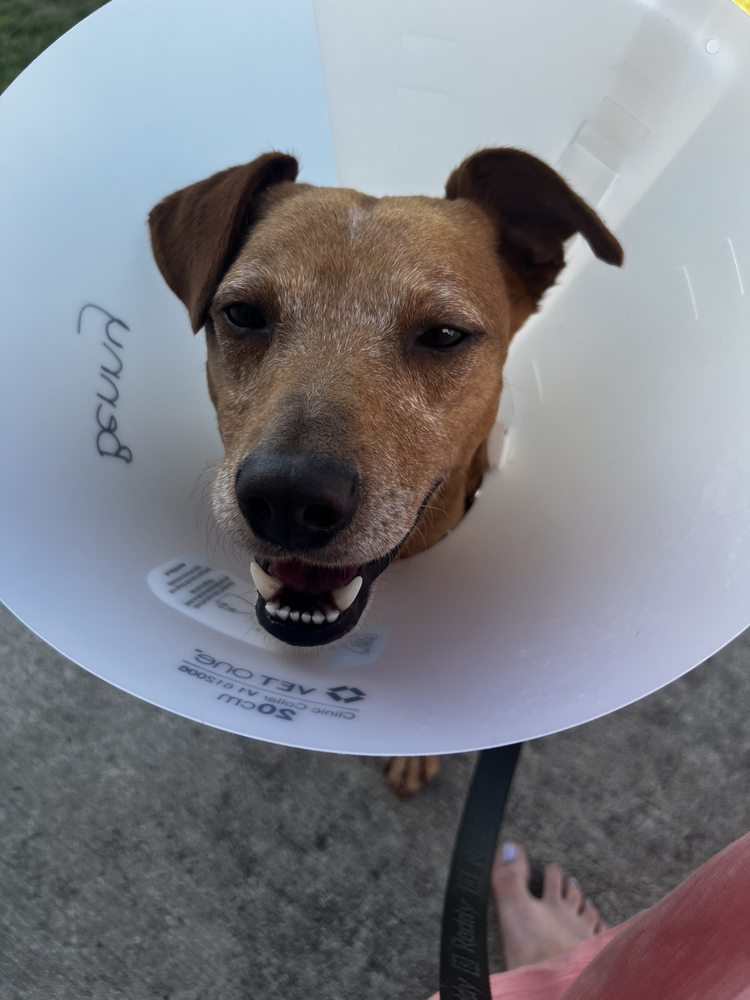 HUMANE SOCIETY OF CHARLOTTE - Updated April 2025 - 108 Photos & 67 ...