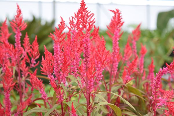 PLANTMARK WANTIRNA - WHOLESALE PLANT NURSERY - Updated September 2025 ...