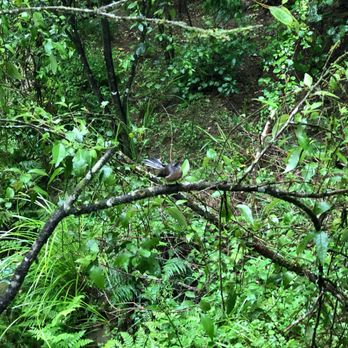 HUHU CAFE - Updated July 2025 - 145 Photos & 54 Reviews - 10 Waitomo ...