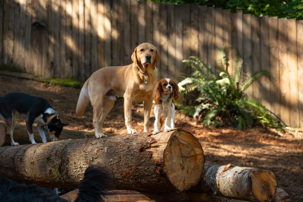 CAMP HAPPY PAWS - Updated December 2025 - 88 Photos & 29 Reviews - 4616 ...