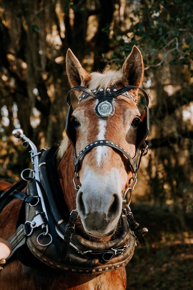 RED GATE FARMS - EQUESTRIAN CENTER - 19 Photos - 136 Red Gate Farms Trl ...
