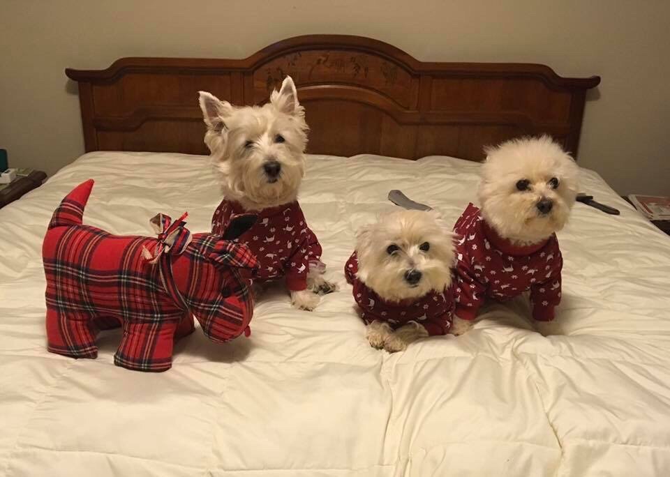 PAMPERED PAWS - Updated October 2025 - 347 Macdougall dr, West End ...