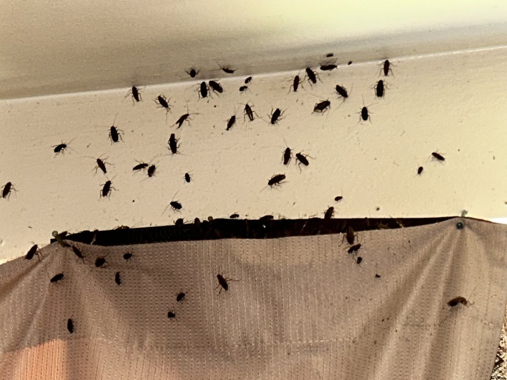 DON’T BUG OUT PEST SOLUTIONS - Updated November 2025 - Laurel, Maryland ...