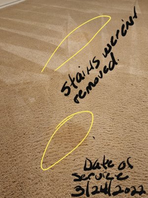 ZEROREZ CARPET CLEANING - Updated January 2026 - 75 Photos & 101 ...