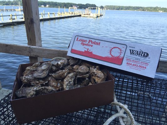 MOBJACK BAY SEAFOOD - Updated March 2026 - 24 Photos - 6578 Ware Neck ...