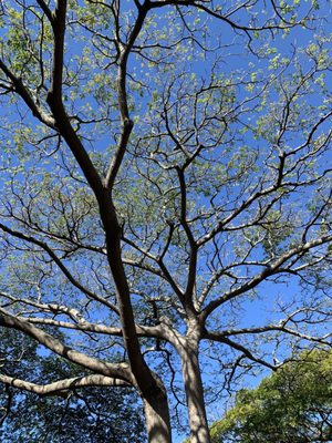 PATSY T. MINK CENTRAL OAHU REGIONAL PARK - Updated December 2025 - 708 ...