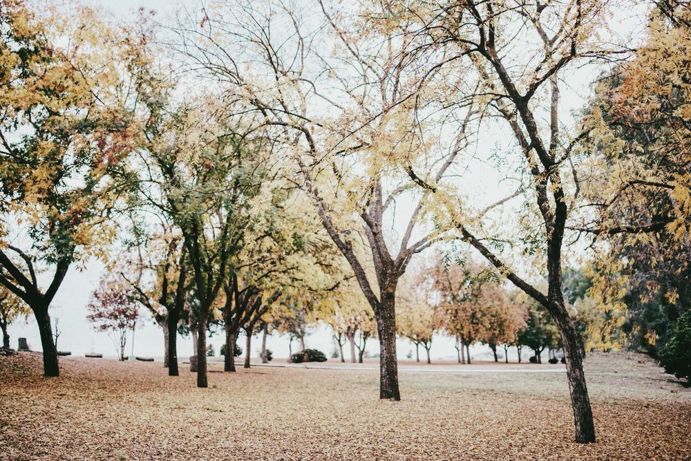 LOST LAKE PARK - 131 Photos & 21 Reviews - Parks - Fresno, CA