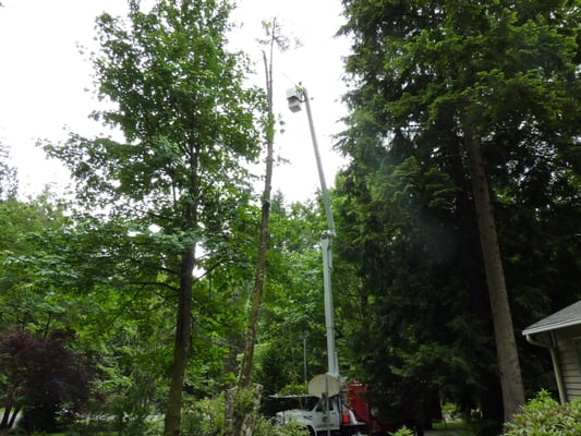 JD TREE SERVICE - Updated October 2025 - 26 Photos & 46 Reviews ...