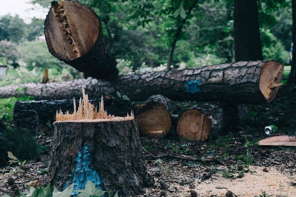 TREE WORX - Updated November 2025 - 21 Photos - 2609 Belle Arbor Ave ...