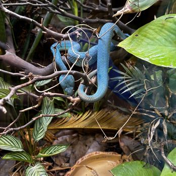 ANIMAL WORLD & SNAKE FARM - Updated May 2025 - 789 Photos & 311 Reviews ...