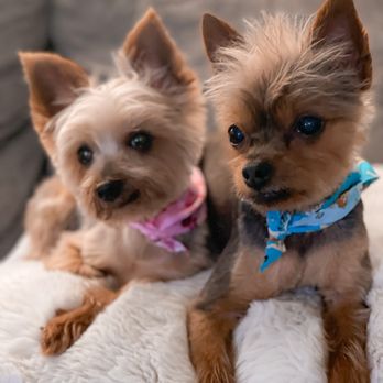 PAWS R US - Updated July 2025 - 87 Photos & 53 Reviews - 7955 N Cedar ...