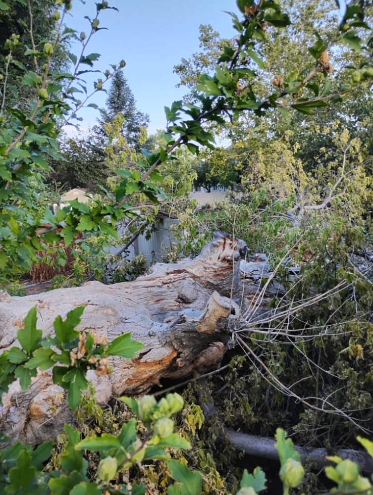 CJ TREE SERVICES - Updated August 2025 - Request a Quote - 132 Collin ...