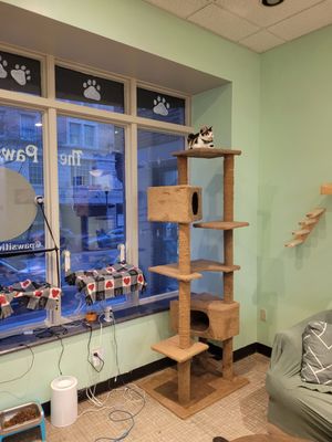 THE PAWSITIVE CAFE - Updated December 2025 - 35 Photos & 12 Reviews ...