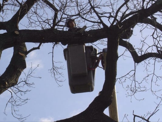 NORTH EASTERN TREE SERVICE - Updated October 2025 - 29 Photos & 104 ...