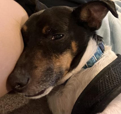 ANDERSON HUMANE - Updated December 2025 - 47 Photos & 77 Reviews - 1000 ...