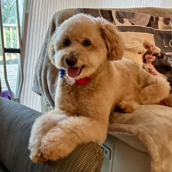 BOUJEE BUBBLES MOBILE DOG GROOMING - Updated October 2025 - 28 Photos ...