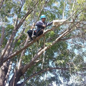 ALL ACCESS TREE CARE - Updated January 2026 - 185 Photos & 316 Reviews ...
