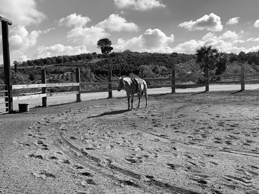 RAWHIDE RANCH - 53 Photos & 24 Reviews - Horseback Riding - 6987 W ...