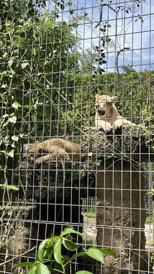 ZOOLOGICAL WILDLIFE FOUNDATION - Updated September 2025 - 927 Photos ...
