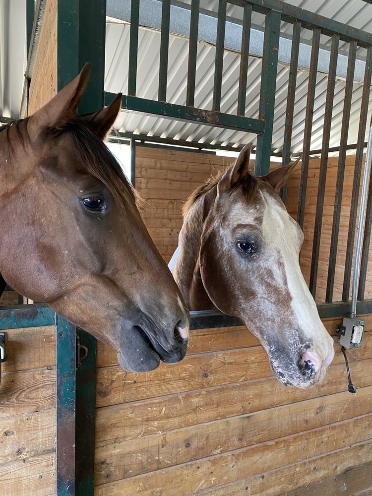 DESERT PINES HORSE RESCUE - Updated August 2025 - Reno, Nevada ...