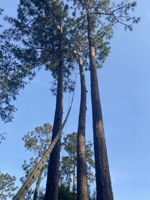 JOHN SISCO TREE SERVICE AND REMOVALS - Updated January 2026 - 12 Photos ...