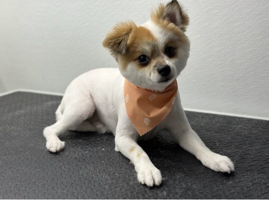 ZOOMIN GROOMIN - HANOVER - Updated November 2024 - 11 Photos - Hanover ...