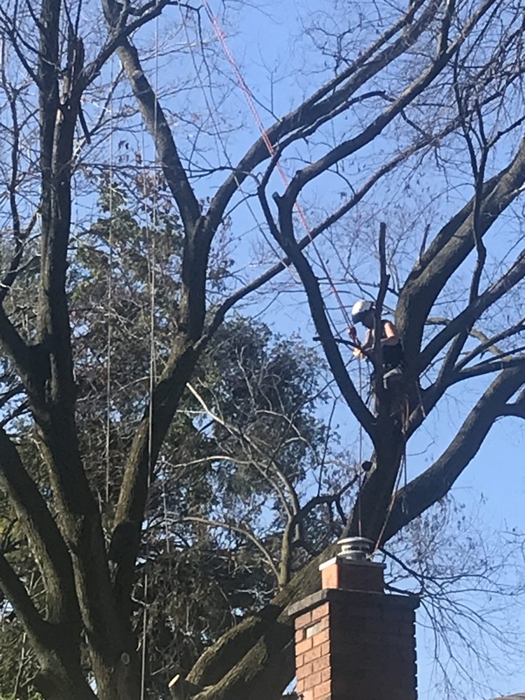 CARL DANIEL TREE SERVICE - Updated December 2024 - Tawas City, Michigan ...