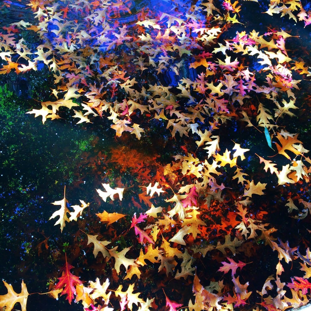 ASHCOMBE MAZE & LAVENDER GARDENS - Updated October 2025 - 17 Photos ...