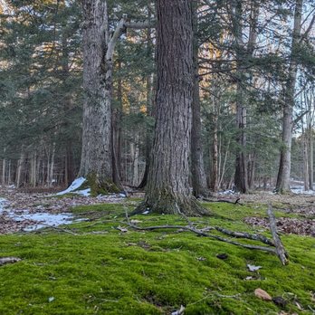 CHESTNUT RIDGE PARK - Updated December 2025 - 159 Photos & 62 Reviews ...