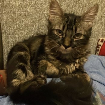 ARIZONA HUMANE SOCIETY - SOUTH MOUNTAIN CAMPUS - Updated December 2025 ...