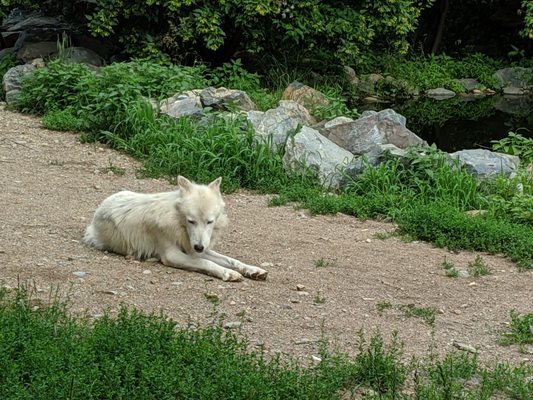 INTERNATIONAL WOLF CENTER - 56 Photos & 22 Reviews - Museums - 1396 Hwy ...