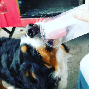 VICTORY DOGS - 52 Photos & 78 Reviews - 325 S Riverside Ave, Medford ...