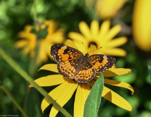 MAGNETIC SPRINGS - Updated December 2025 - 21 Photos - Magnetic Dr ...