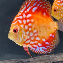 Jack Wattley Discus - 2019 All You Need to Know BEFORE You Go (with ...