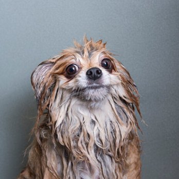 PAWGO - Updated August 2024 - 94 Photos & 155 Reviews - 46 W Hatcher Rd ...