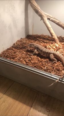 REPTILE RAPTURE - 22 Photos & 17 Reviews - Reptile Shops - 6308 Monona ...