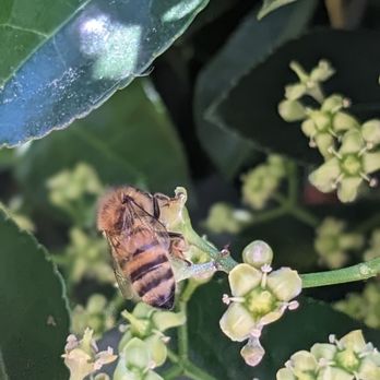 OMNI PEST CONTROL - Updated April 2025 - 36 Photos & 131 Reviews ...