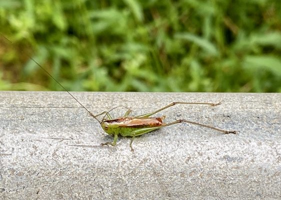 WEST VIRGINIA WILDIFE CENTER - Updated September 2025 - 18 Photos & 11 ...