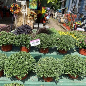 Flower Power Enfield Ct | Best Flower Site