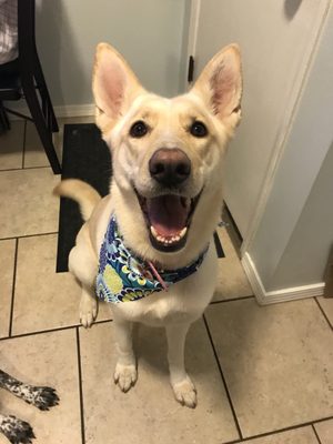 EMBARK PET SPA - Updated December 2025 - 44 Photos & 80 Reviews - 1208 ...