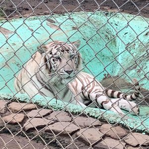 TIGER WORLD - 315 Photos & 91 Reviews - 4400 Cook Rd, Rockwell, NC - Yelp