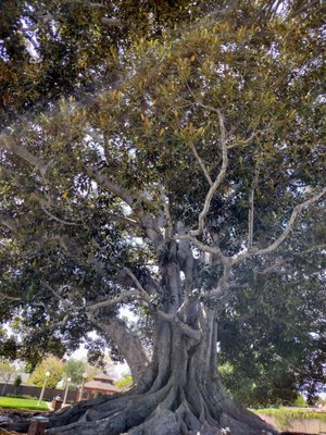 BIG TREE PARK - Updated December 2025 - 39 Photos & 17 Reviews - 665 S ...