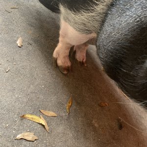 THEODORE VETERINARY HOSPITAL - Updated December 2025 - 12 Photos & 35 ...