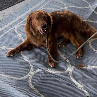 PRETTY PAWS BY TARA - Updated December 2024 - 14 Photos - 21161 County ...