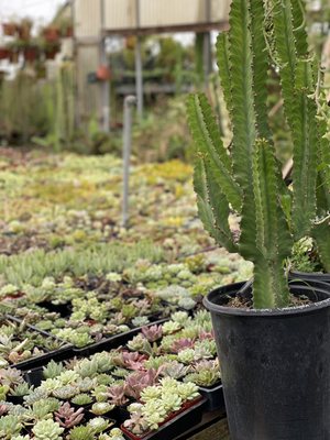 CALIFORNIA CACTUS RANCH - 84 Reviews & 305 Photos - 19420 Saticoy St ...