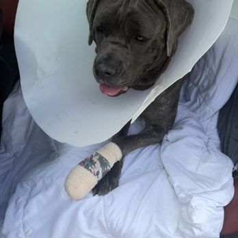 LOMA LINDA ANIMAL HOSPITAL - Updated July 2025 - 247 Photos & 860 ...