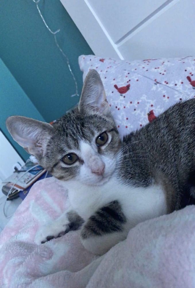 SPOKANIMAL CARE - 11 Photos & 10 Reviews - 710 N Napa St, Spokane, WA ...