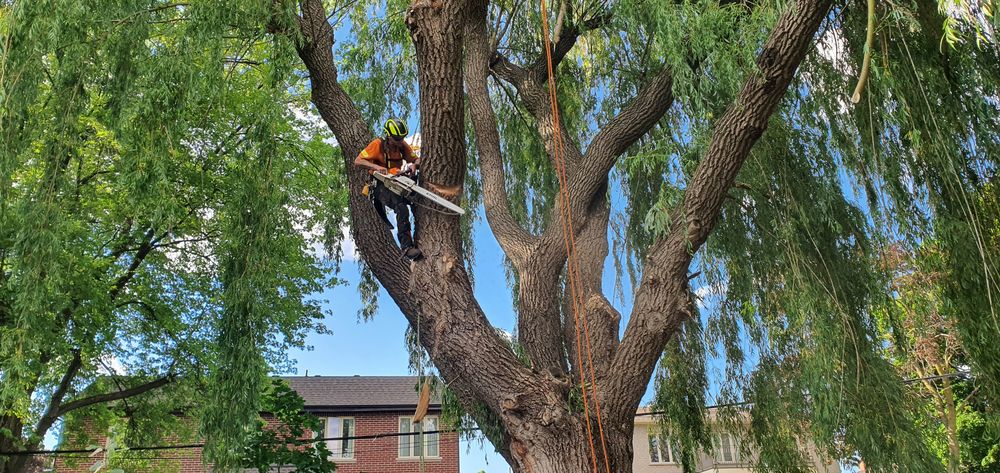 TORONTO TREE BARBERS - Updated December 2025 - Request a Quote - 29 ...